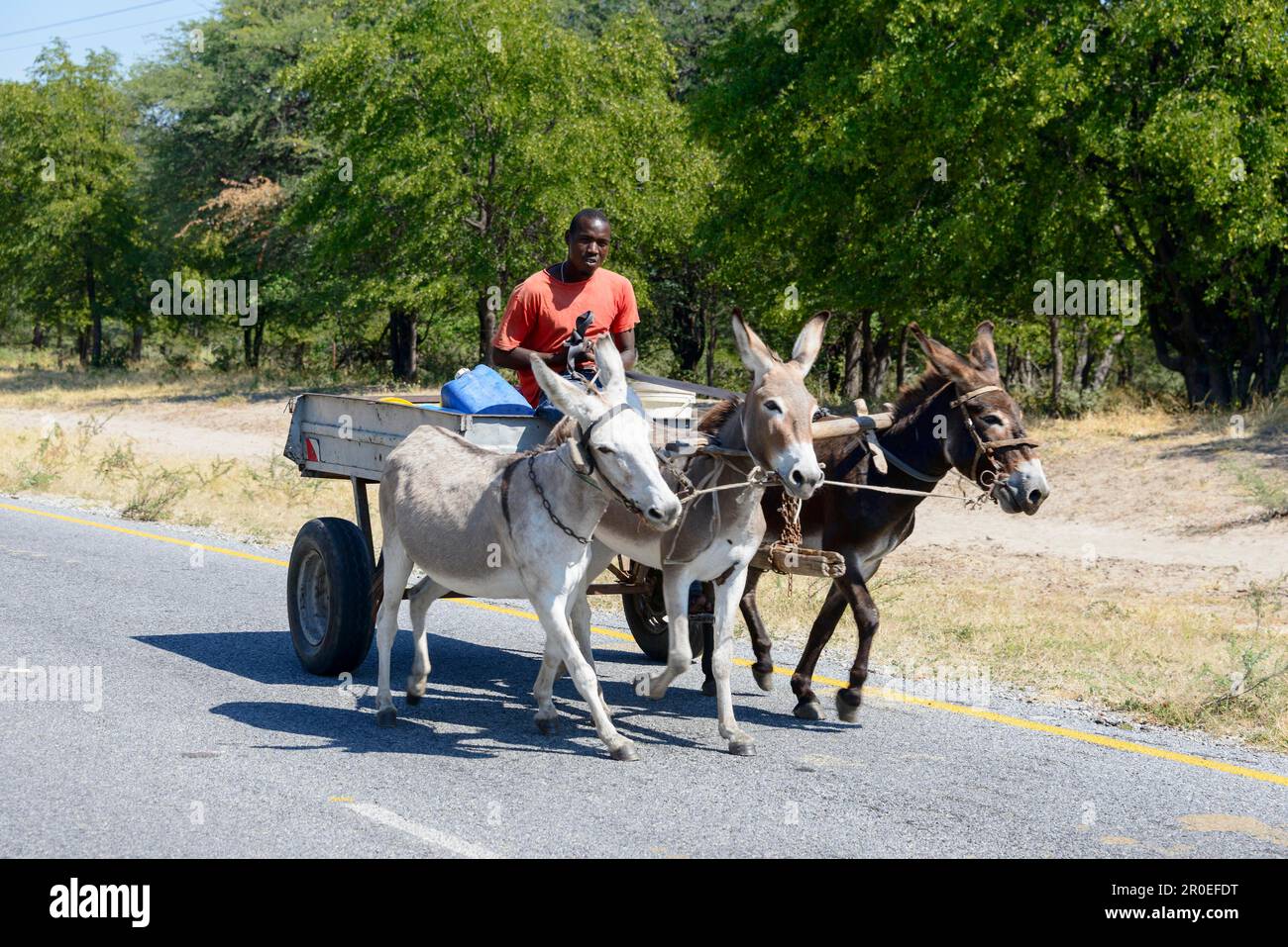 Donkey team, north of Maun, Botswana Stock Photo - Alamy