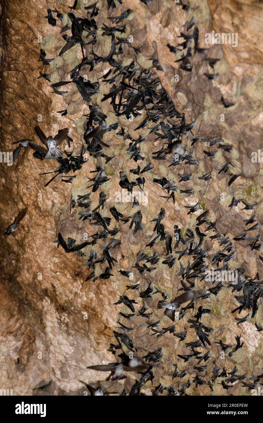 Collocalia linchi natalis, Collocalia natalis, Glossy Swiftlet, Glossy ...