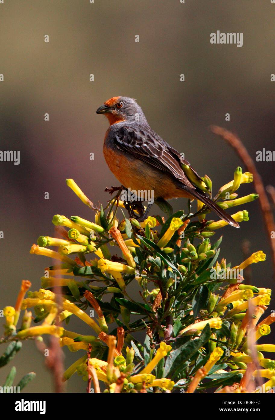 Two birds in the bush hi-res stock photography and images - Alamy