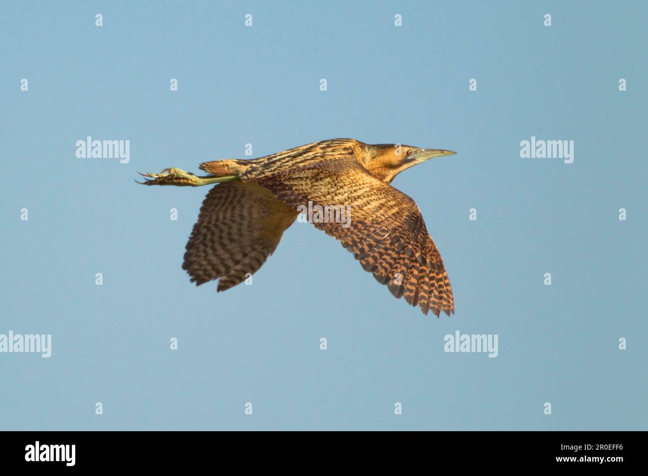 Great Bittern (Botaurus stellaris) adult, in flight, Minsmere RSPB ...