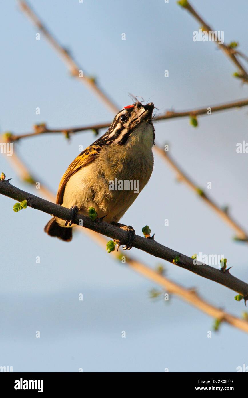 Red-fronted Tinkerbird (Pogoniulus pusillus) adult, with insect in beak ...