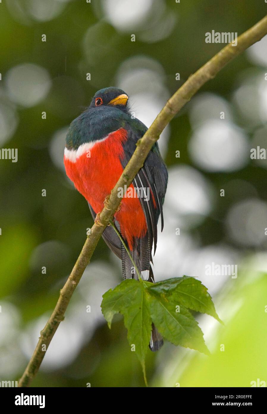 Collared trogon (Trogon collaris), adult, sitting on a branch, in cloud ...