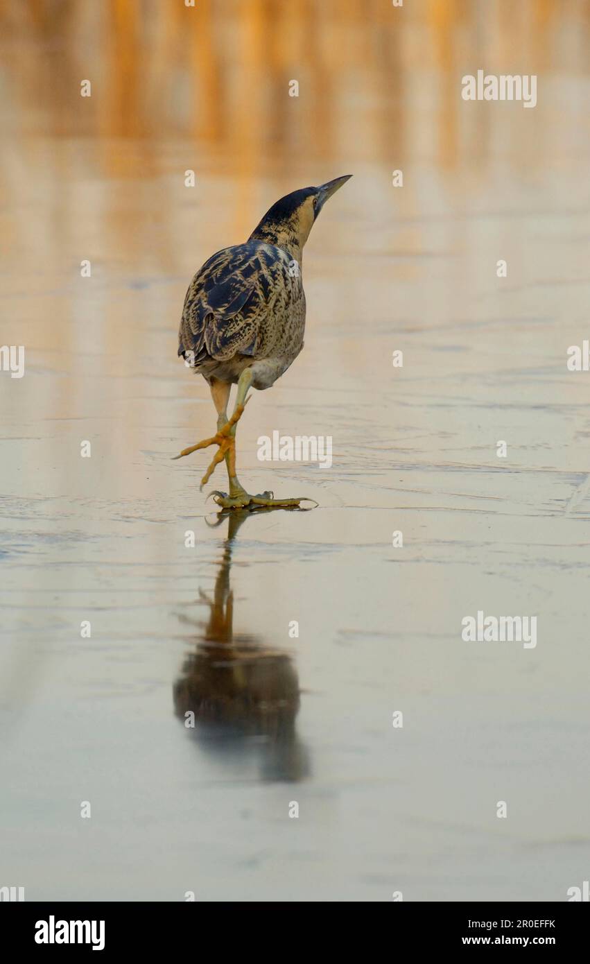 Great eurasian bittern (Botaurus stellaris) adult, walking across ...