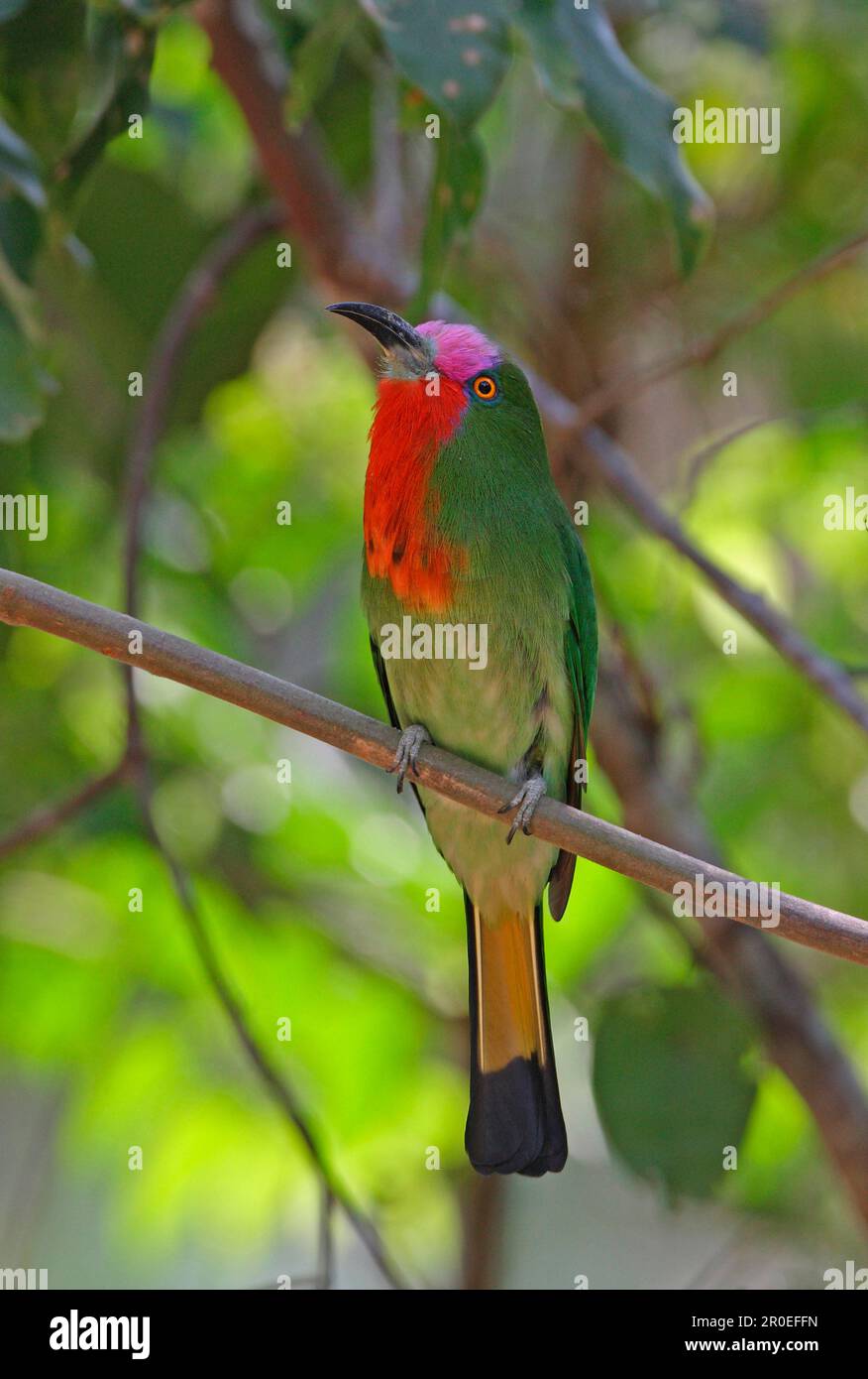 Red-bearded Bee-eater (Nyctyornis amictus), adult male, sitting on a ...