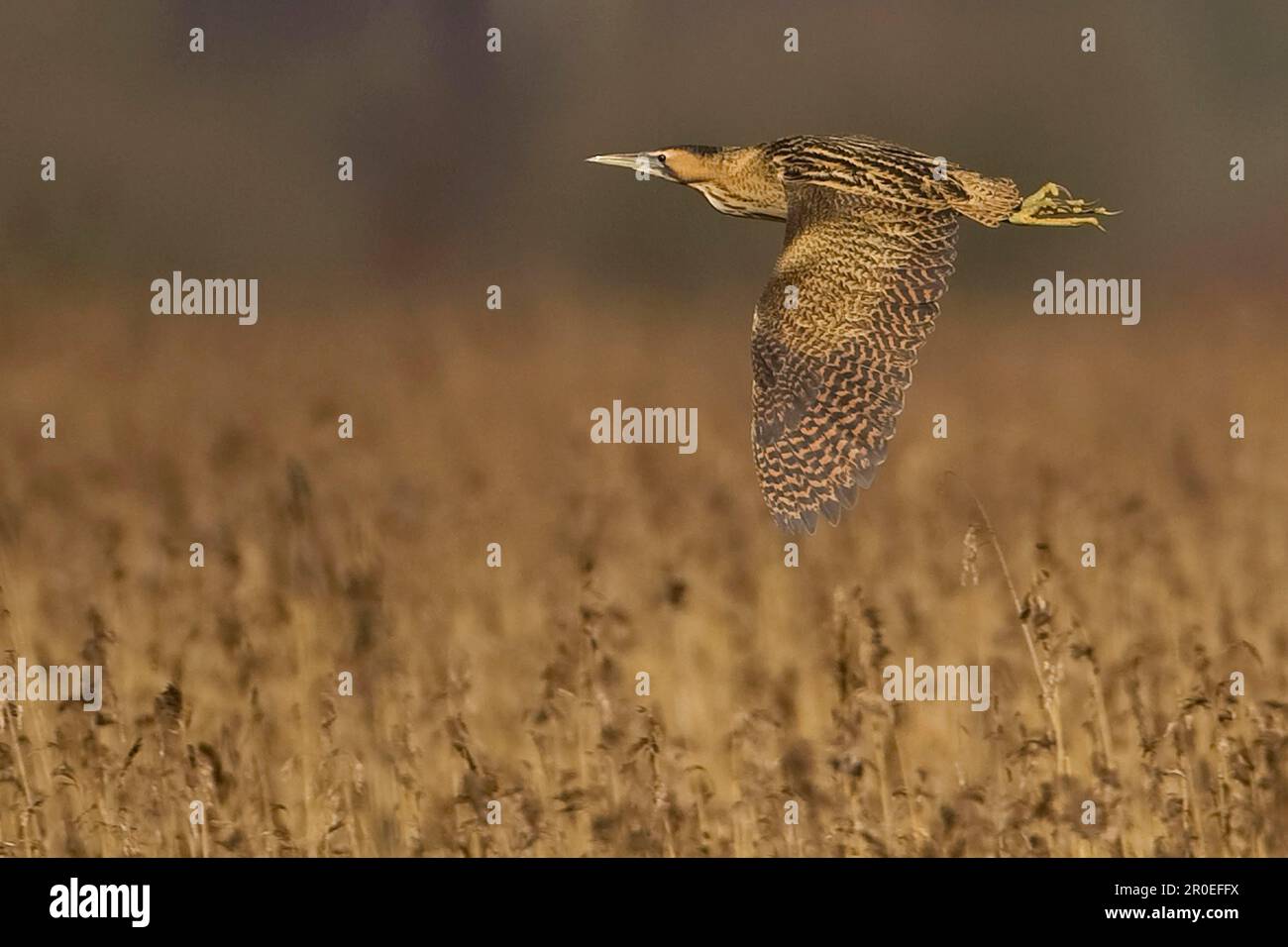 Mid yare national nature reserve hi-res stock photography and images ...