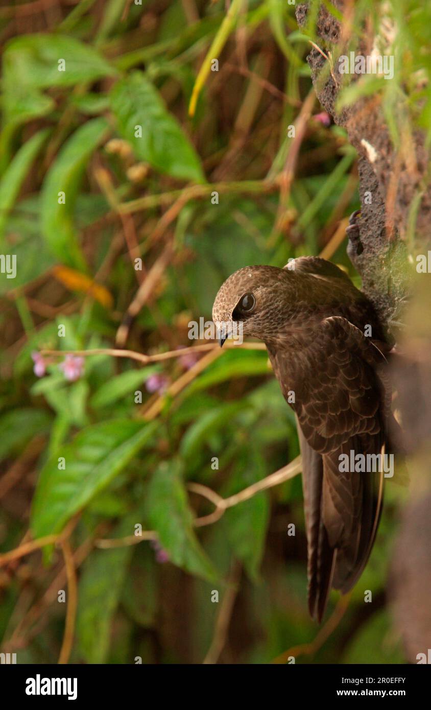 Large Dusky great dusky swift (Cypseloides senex), adult, resting on ...