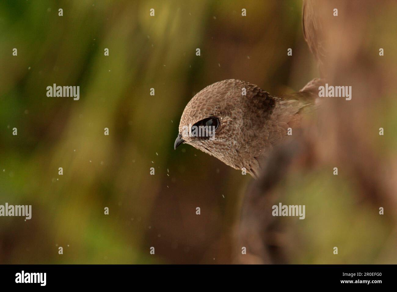 Large Dusky great dusky swift (Cypseloides senex), adult, looking out ...