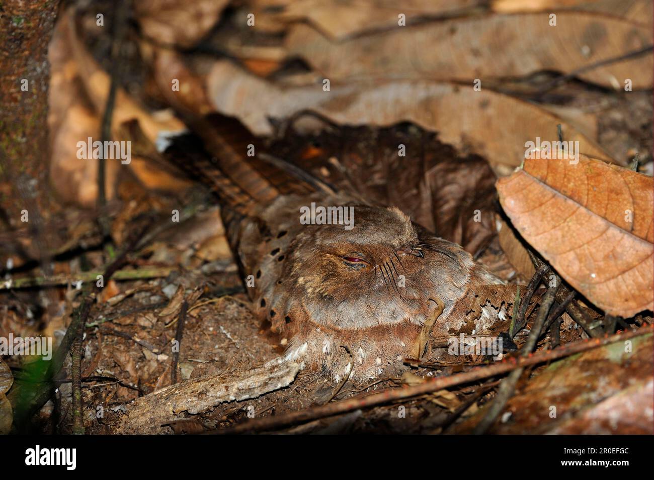 Nightjars hi-res stock photography and images - Alamy