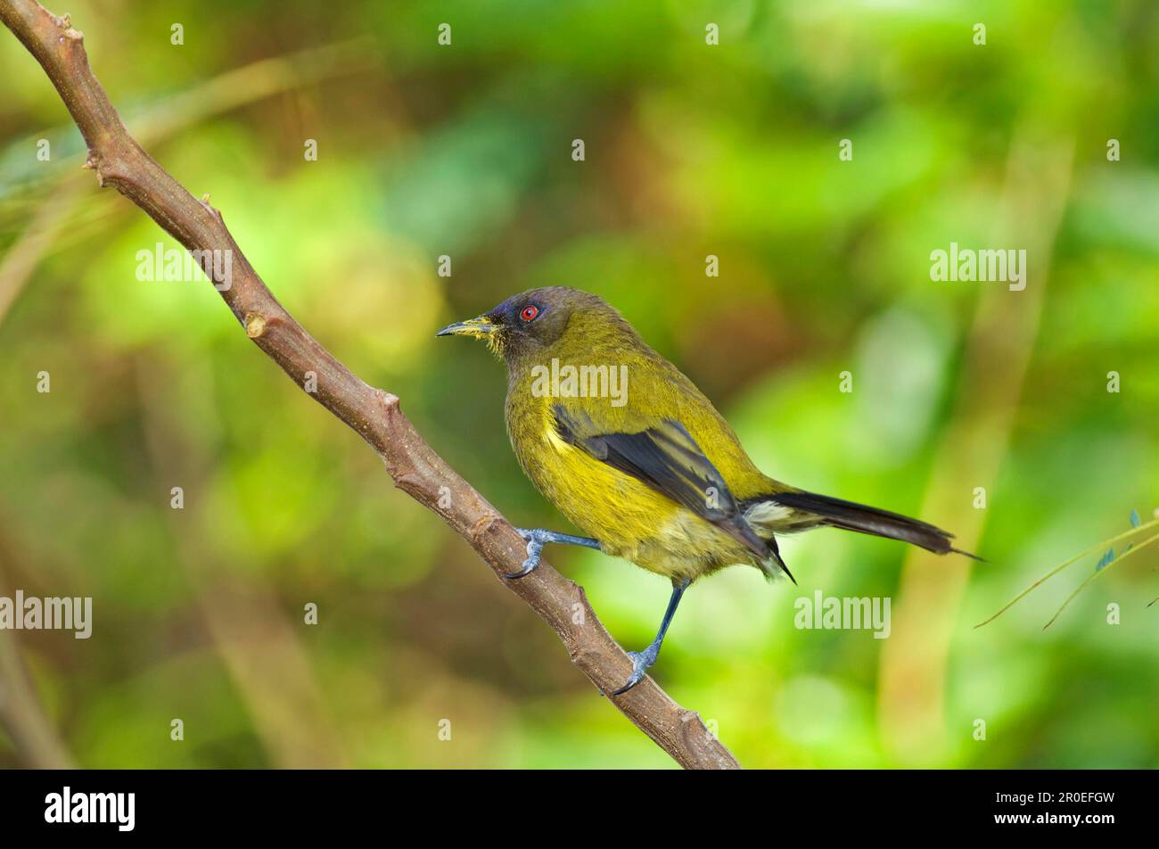 Bellbird australia hi-res stock photography and images - Alamy