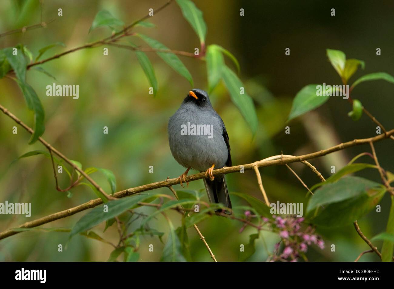 Black-faced Solitaire (Myadestes melanops) adult, perched on branch ...