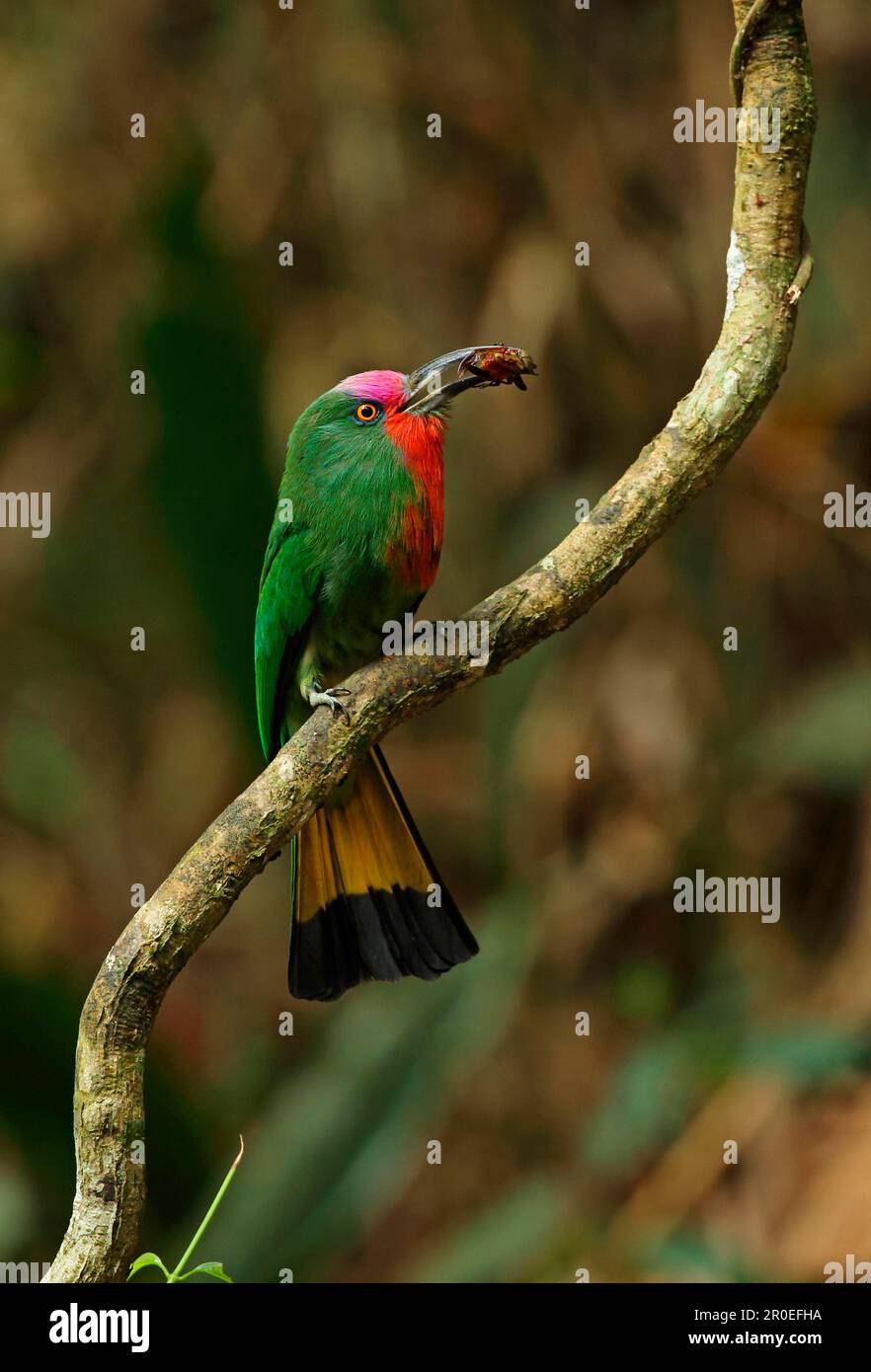 Red-bearded Bee-eater (Nyctyornis amictus), adult male, with beetle ...