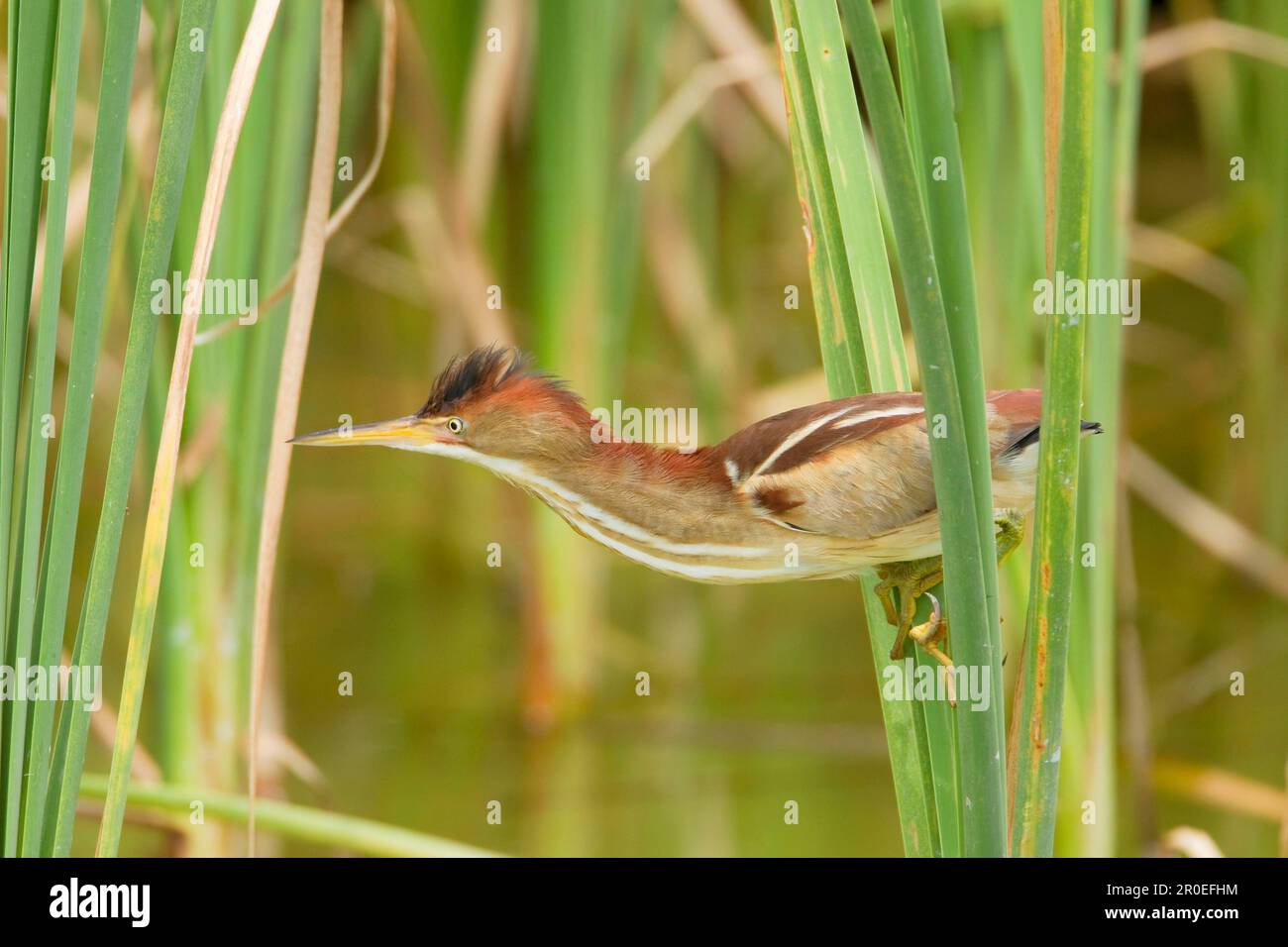 Least Bittern (Ixobrychus exilis) adult female, clinging to reedmace ...