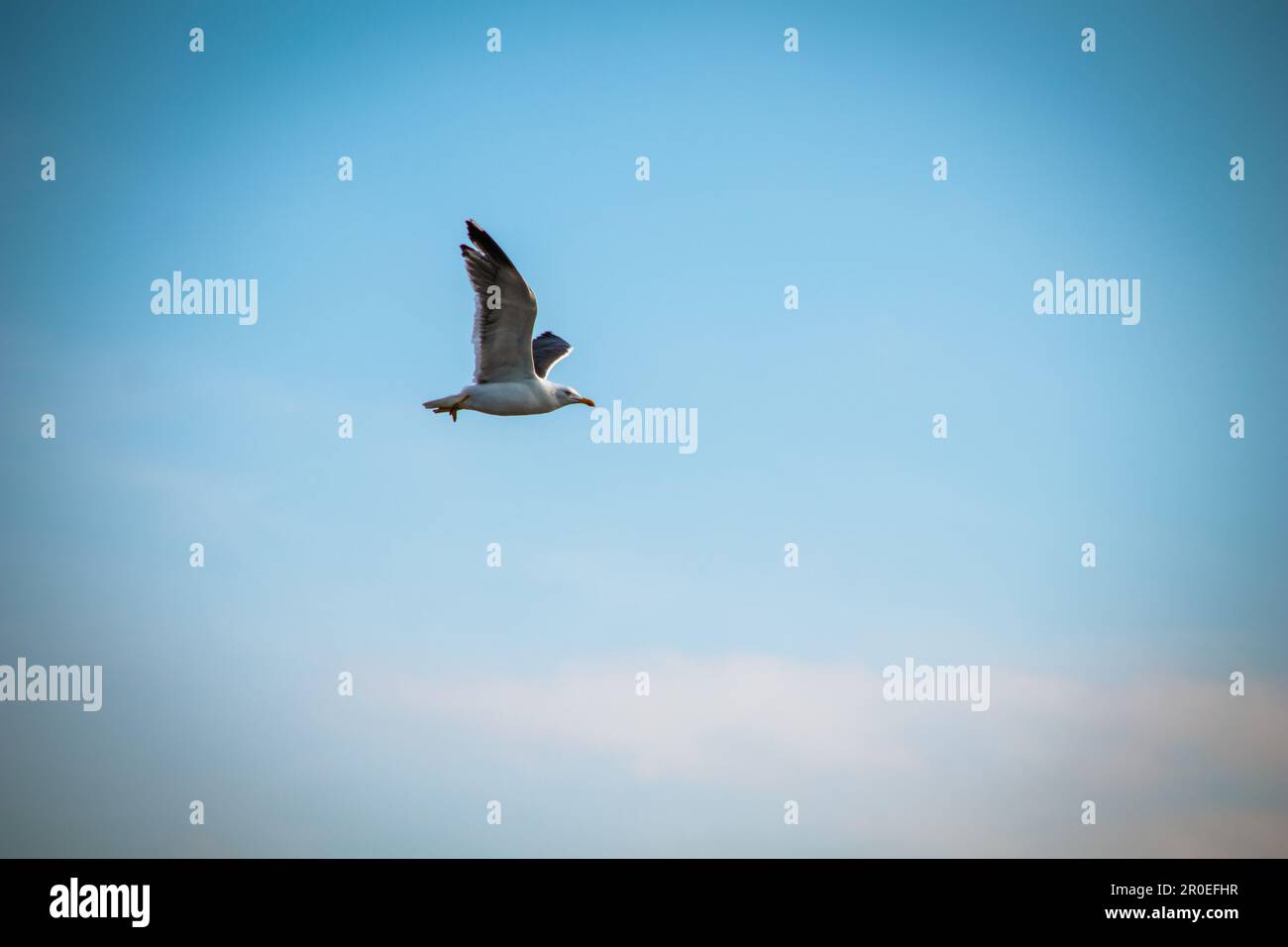 Seagull soaring across blue hi-res stock photography and images - Alamy