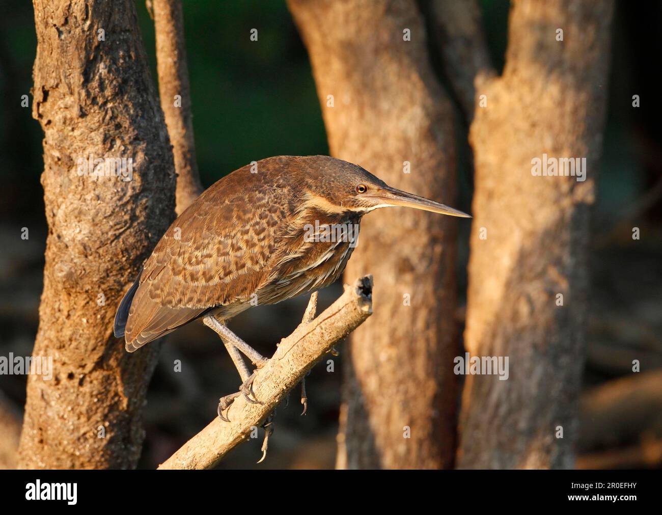 Black bittern (Ixobrychus flavicollis) Bittern juvenile, sitting on a ...