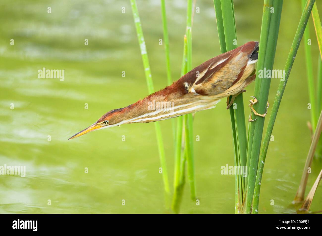Least Bittern (Ixobrychus exilis) adult female, extending neck to catch ...