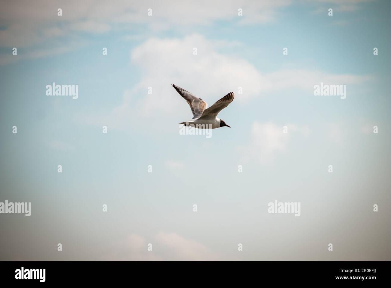 A seagull soaring across a crystal blue sky Stock Photo - Alamy