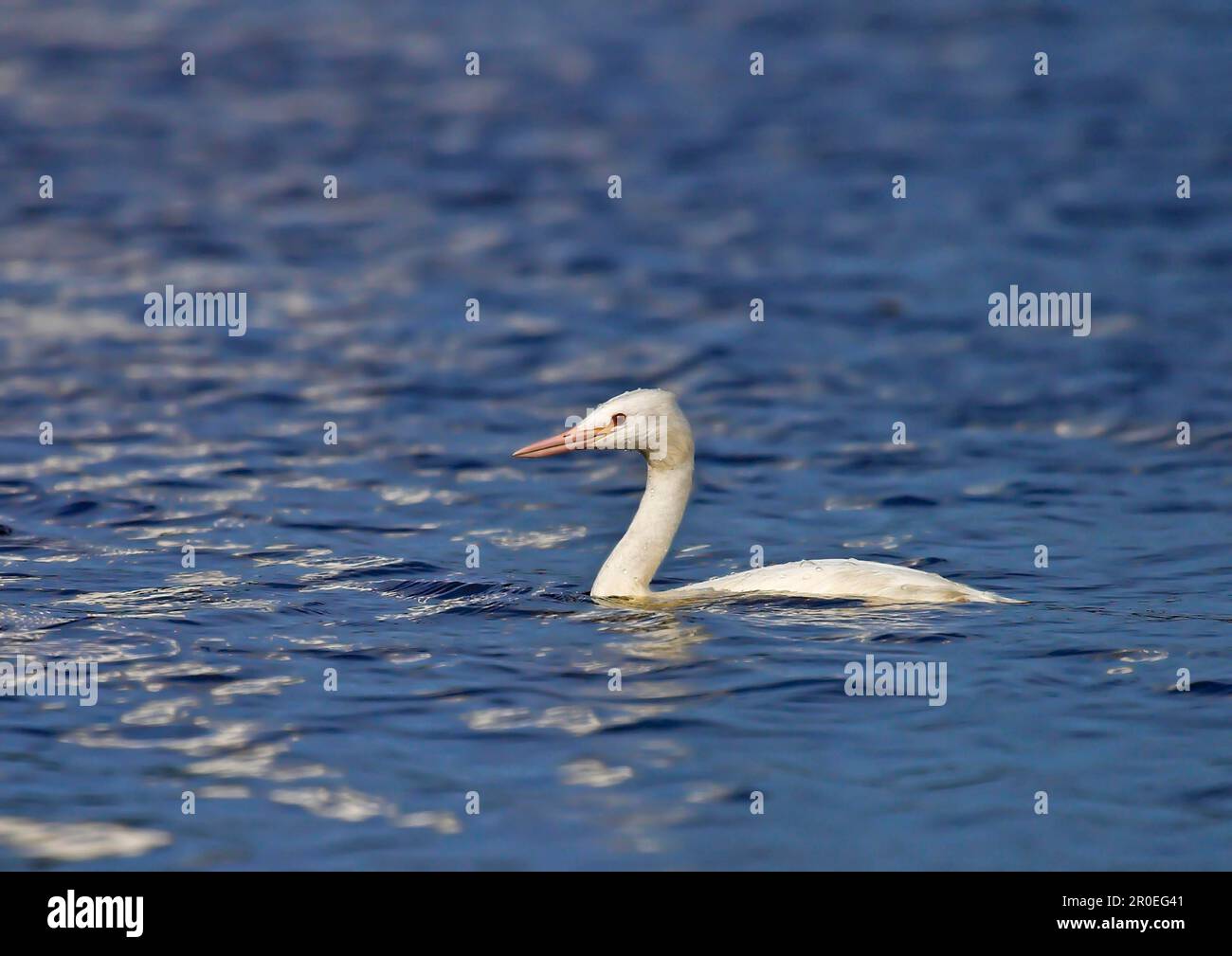 Great crested grebe (Podiceps cristatus) albino juvenile, swimming at ...