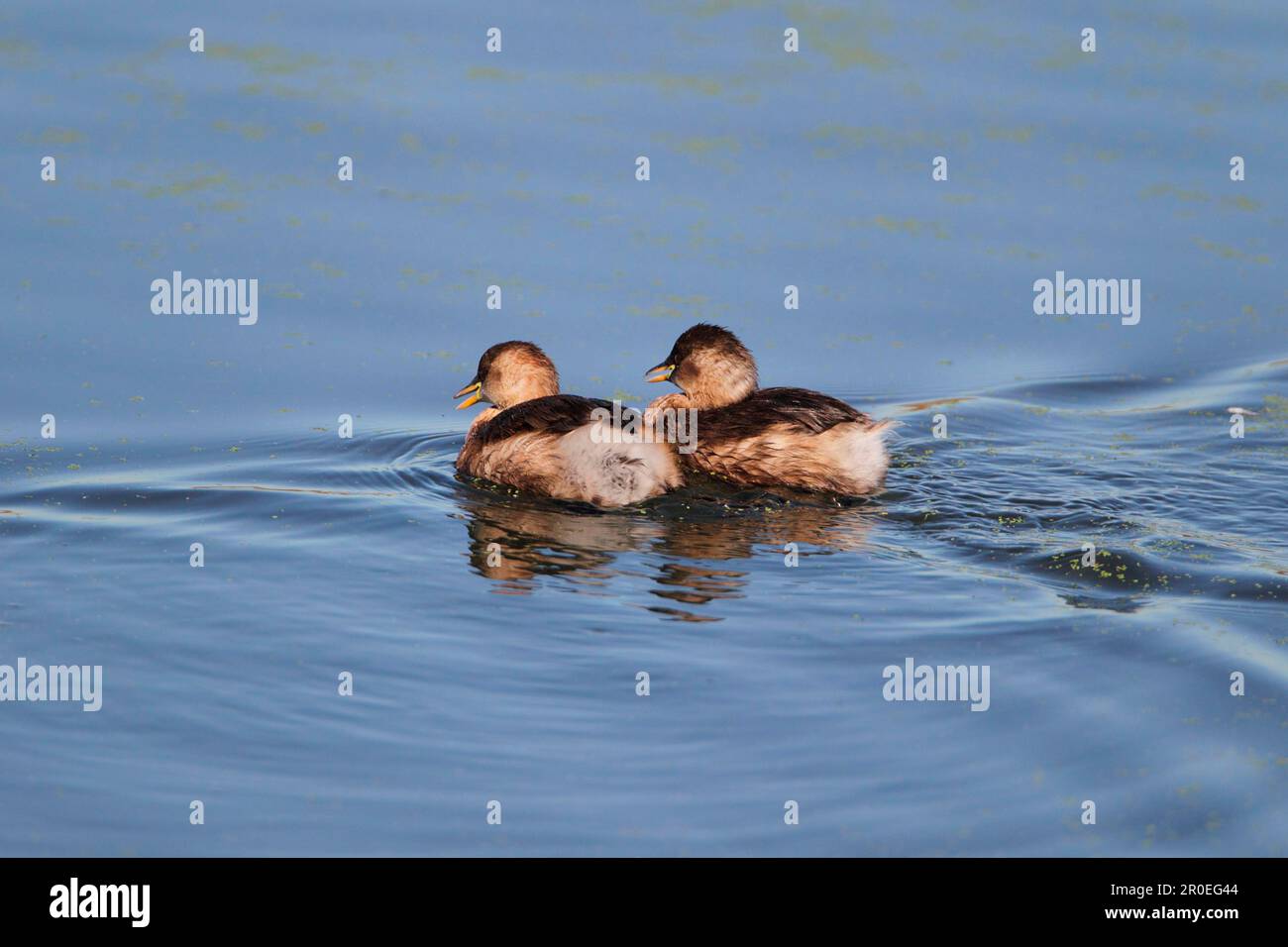 Tittering hi-res stock photography and images - Alamy