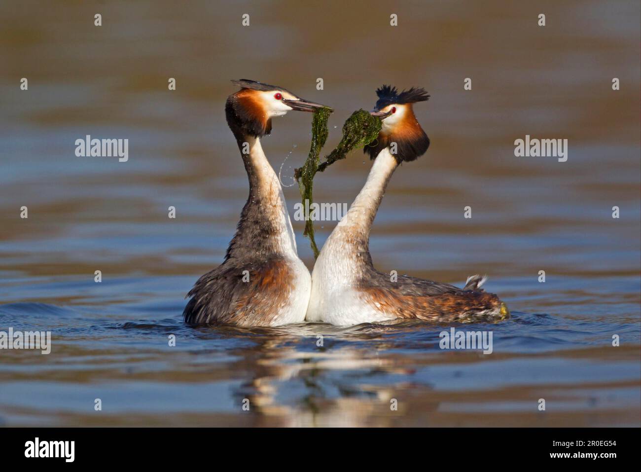 Great Crested Grebe (Podiceps cristatus) adult pair, with weed offering ...