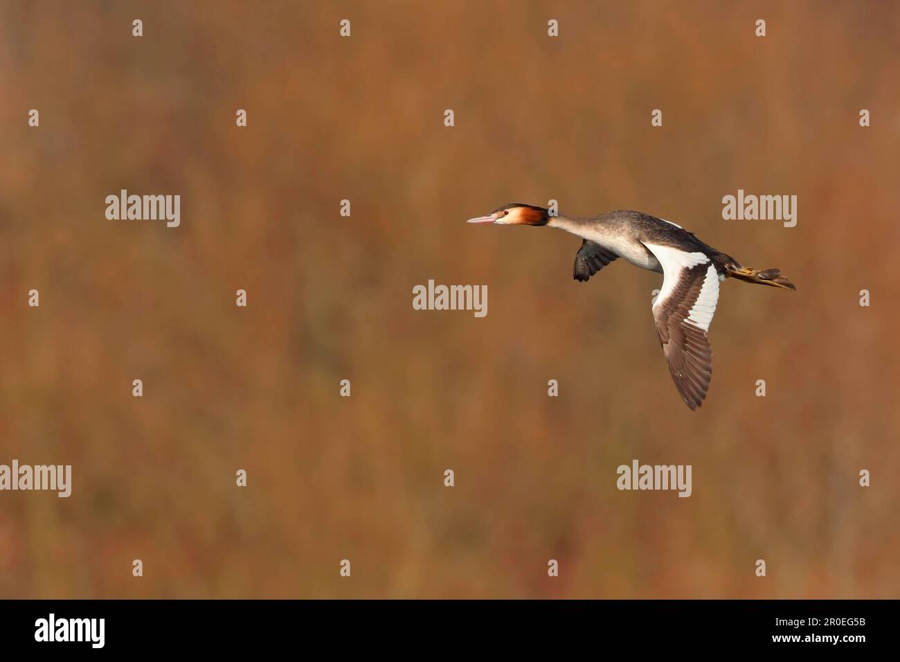 Great crested grebe in flight winter hi-res stock photography and ...