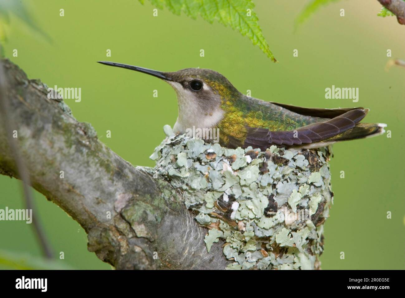 Ruby-throated hummingbird (Archilochus colubris), adult female ...