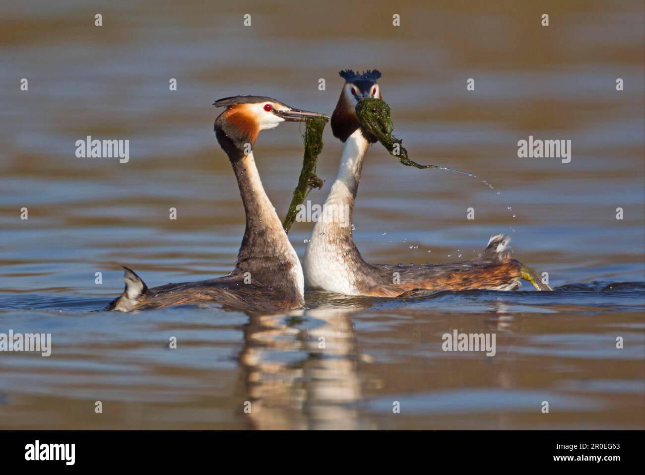 Weed victims hi-res stock photography and images - Alamy