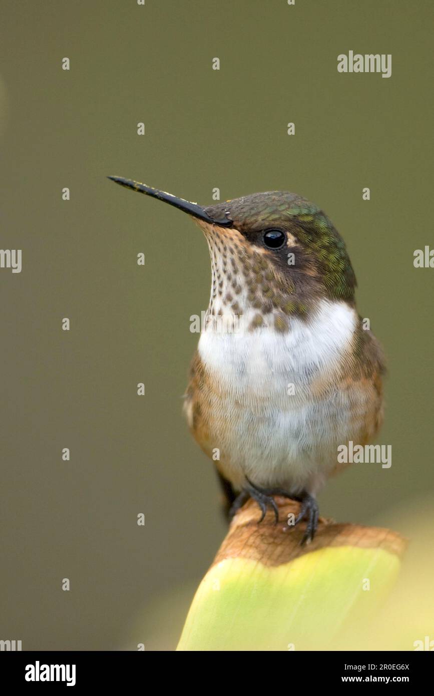 Scintillant hummingbird (Selasphorus scintilla), Orange-throated ...