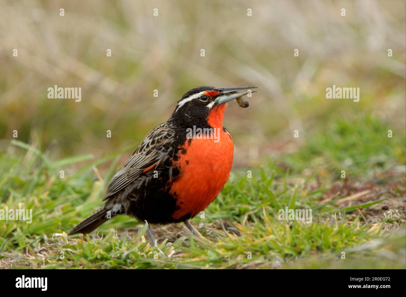 Long-tailed meadowlarks (Sturnella loyca), Songbirds, Animals, Birds ...