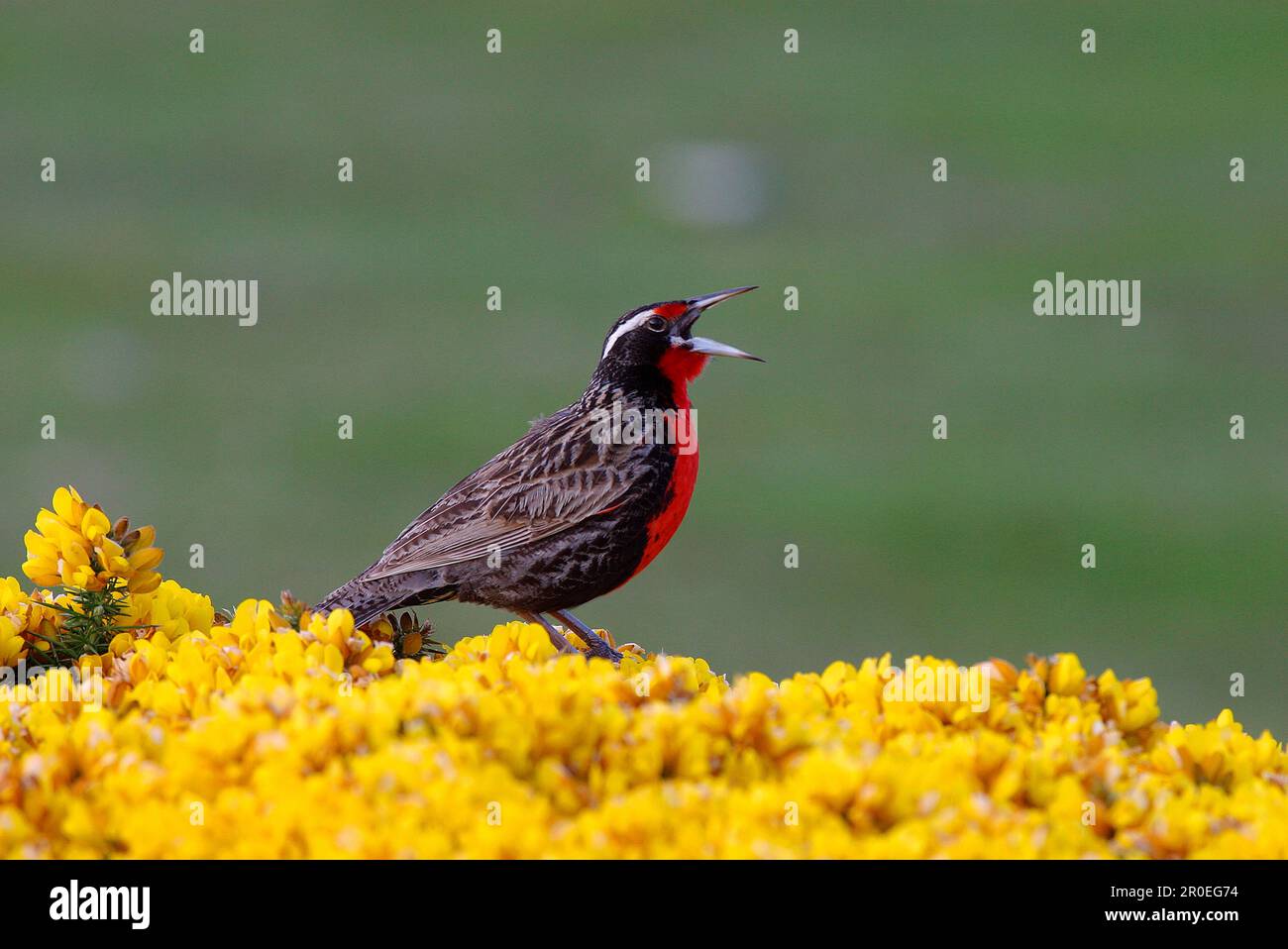 Long-tailed meadowlarks (Sturnella loyca), Songbirds, Animals, Birds ...