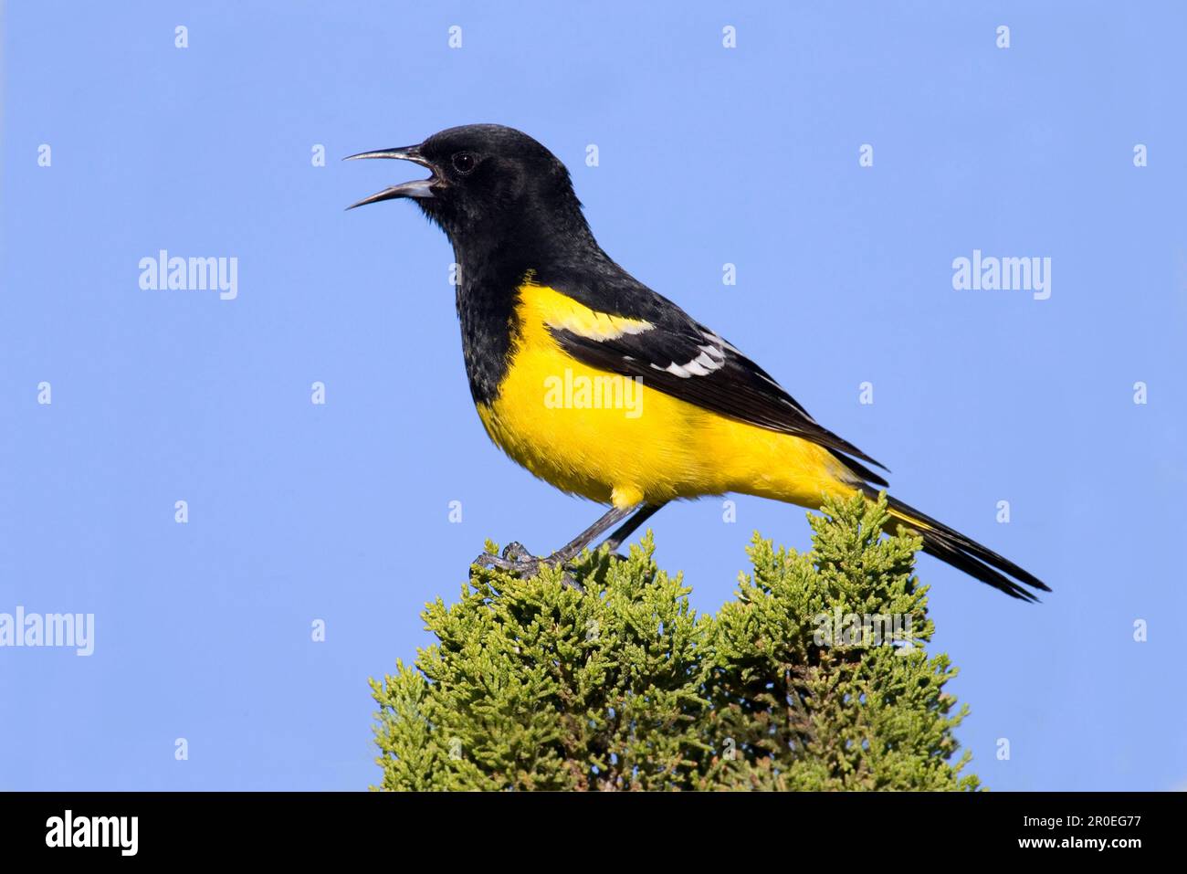 Scott's oriole icterus parisorum hi-res stock photography and images ...
