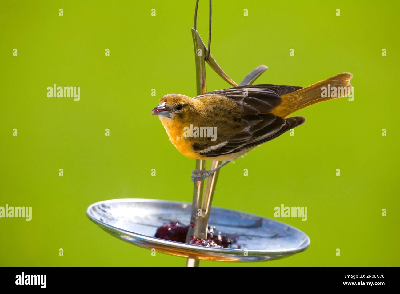 Baltimore Oriole (Icterus galbula) adult female, feeding on garden ...