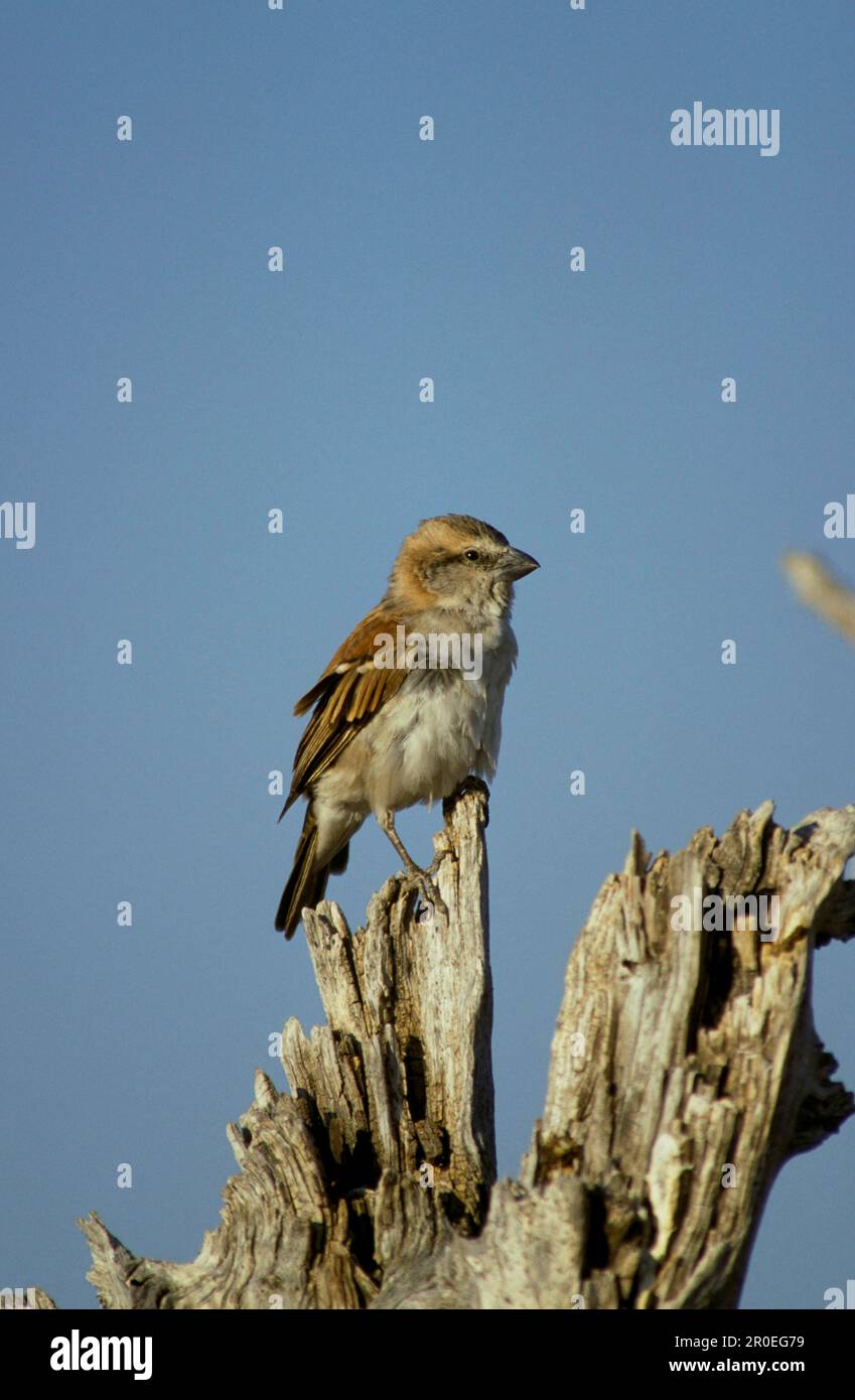 Cape sparrow (Passer melanurus), Cape Sparrows, Songbirds, Animals ...
