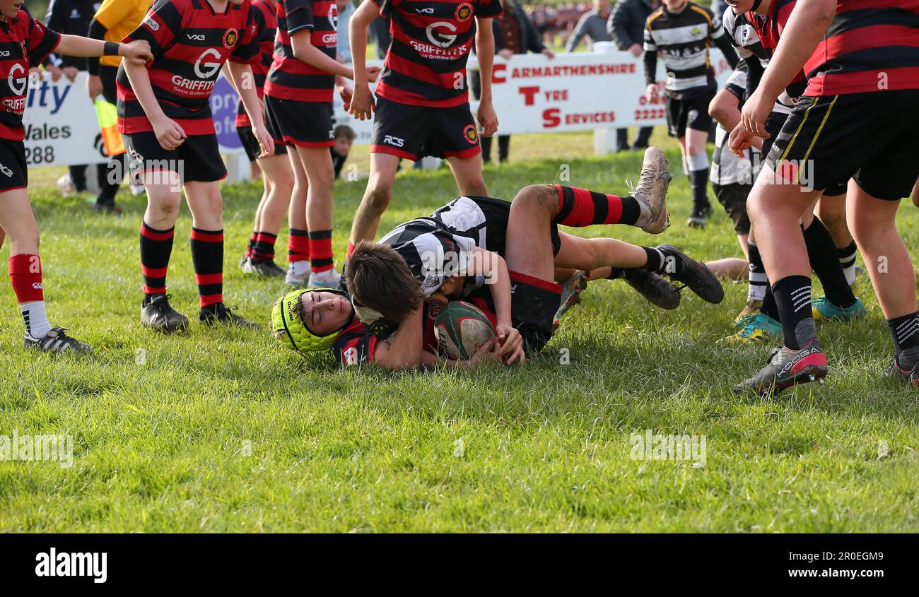 Tumble RFC Scarlets Cup Final 2023 Stock Photo - Alamy