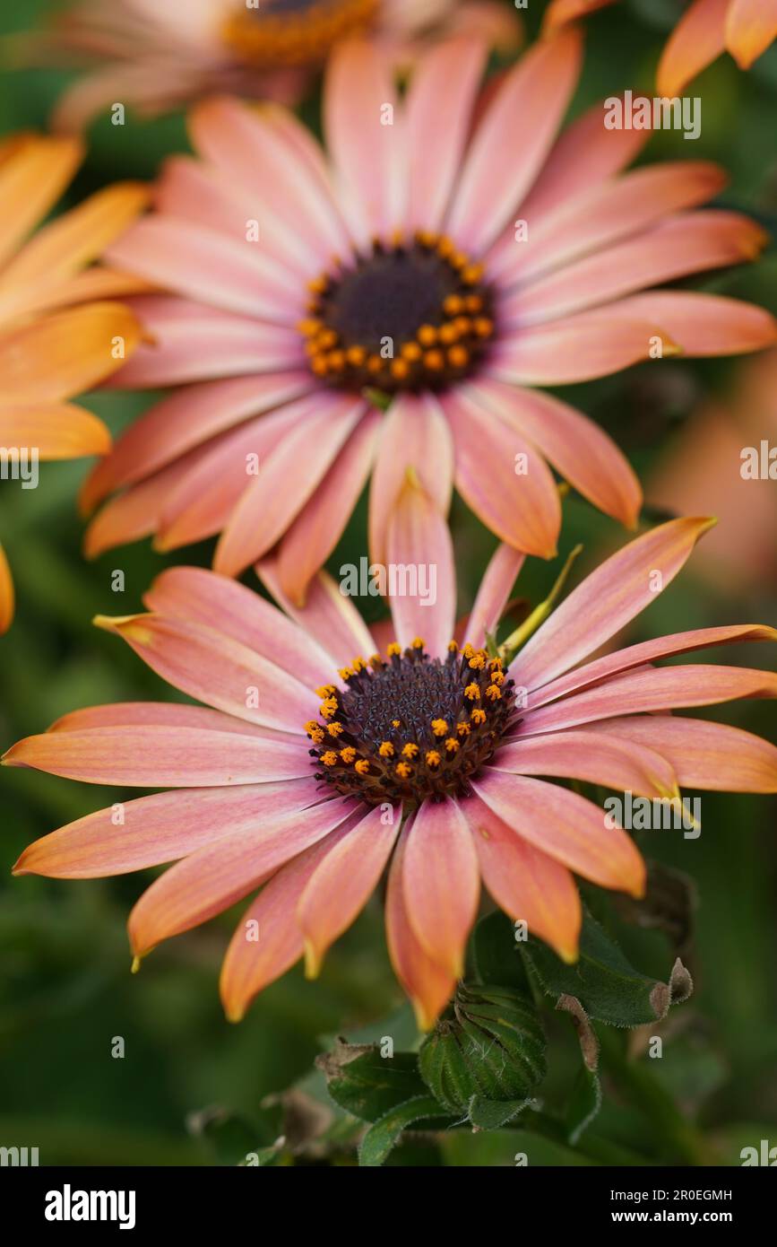 Natural colorful vertical closeup on two Cape marguerite, African daisy ...