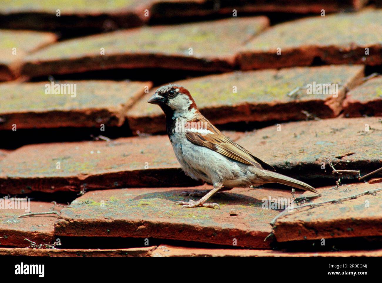 House sparrow (Passer domesticus), adult male, standing on roof tiles ...