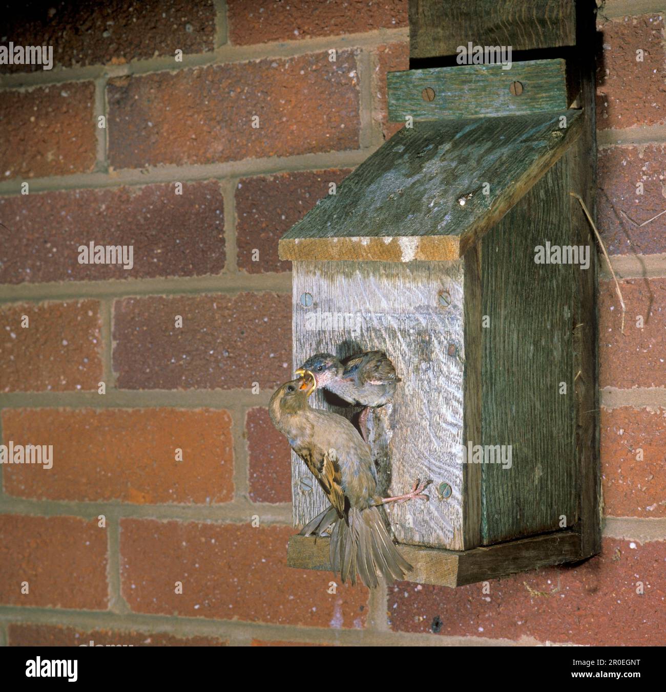 House sparrow nest box hi-res stock photography and images - Alamy