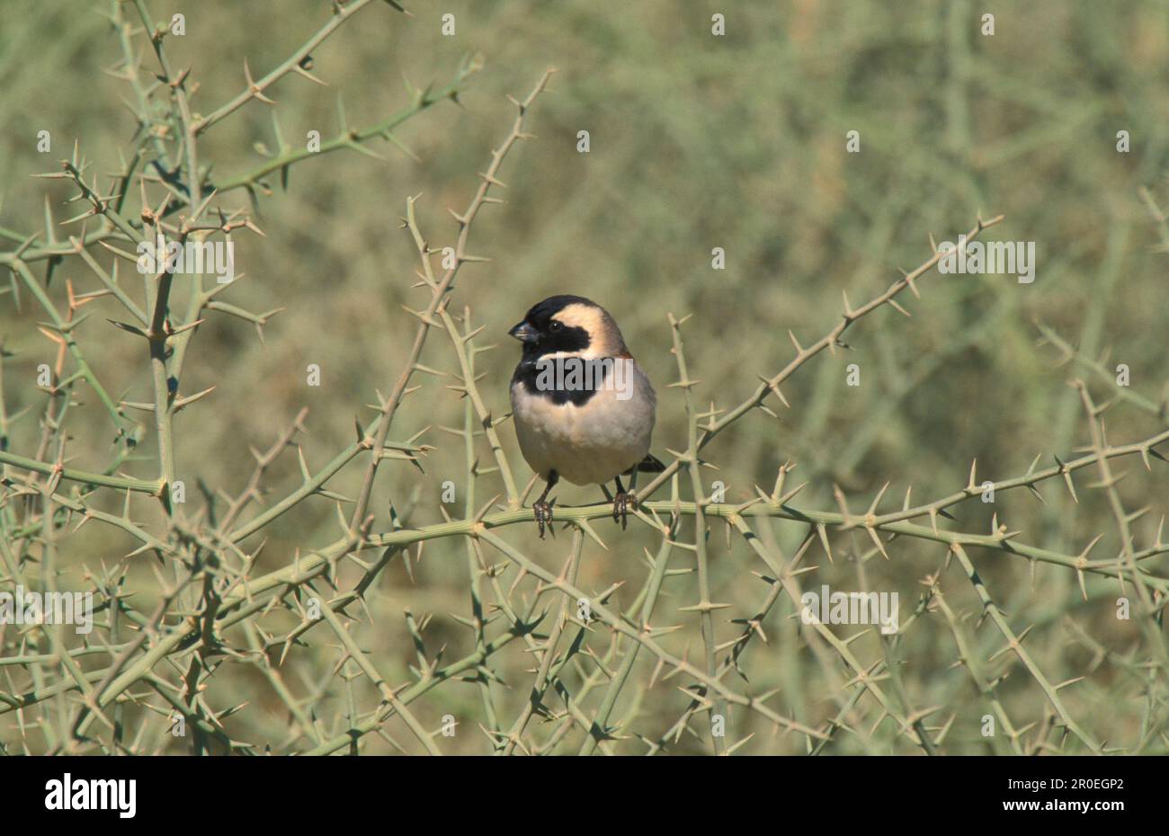 Cape Sparrow (Passer melanurus), cape sparrow, Cape Sparrows, songbirds ...