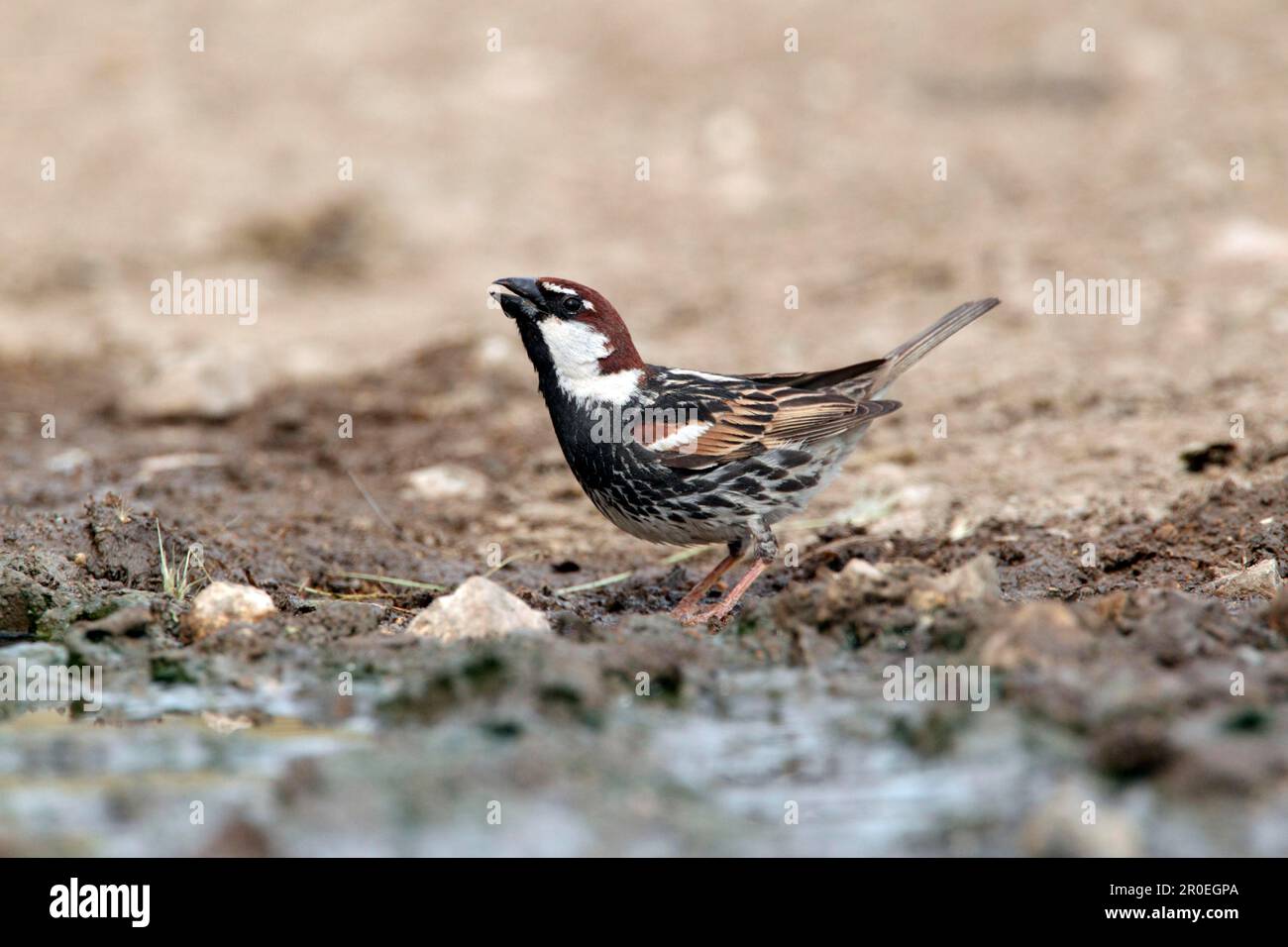 Spanish spanish sparrow (Passer hispaniolensis), adult male, drinking ...