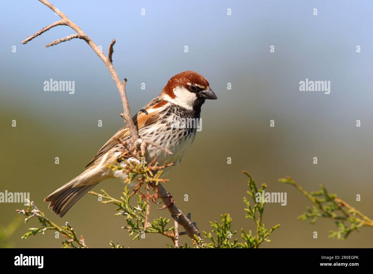 Willow Sparrow, Willow Sparrows, Songbirds, Animals, Birds, Weaver ...