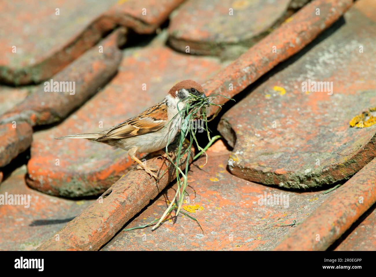 Sparrow nest building hi-res stock photography and images - Alamy