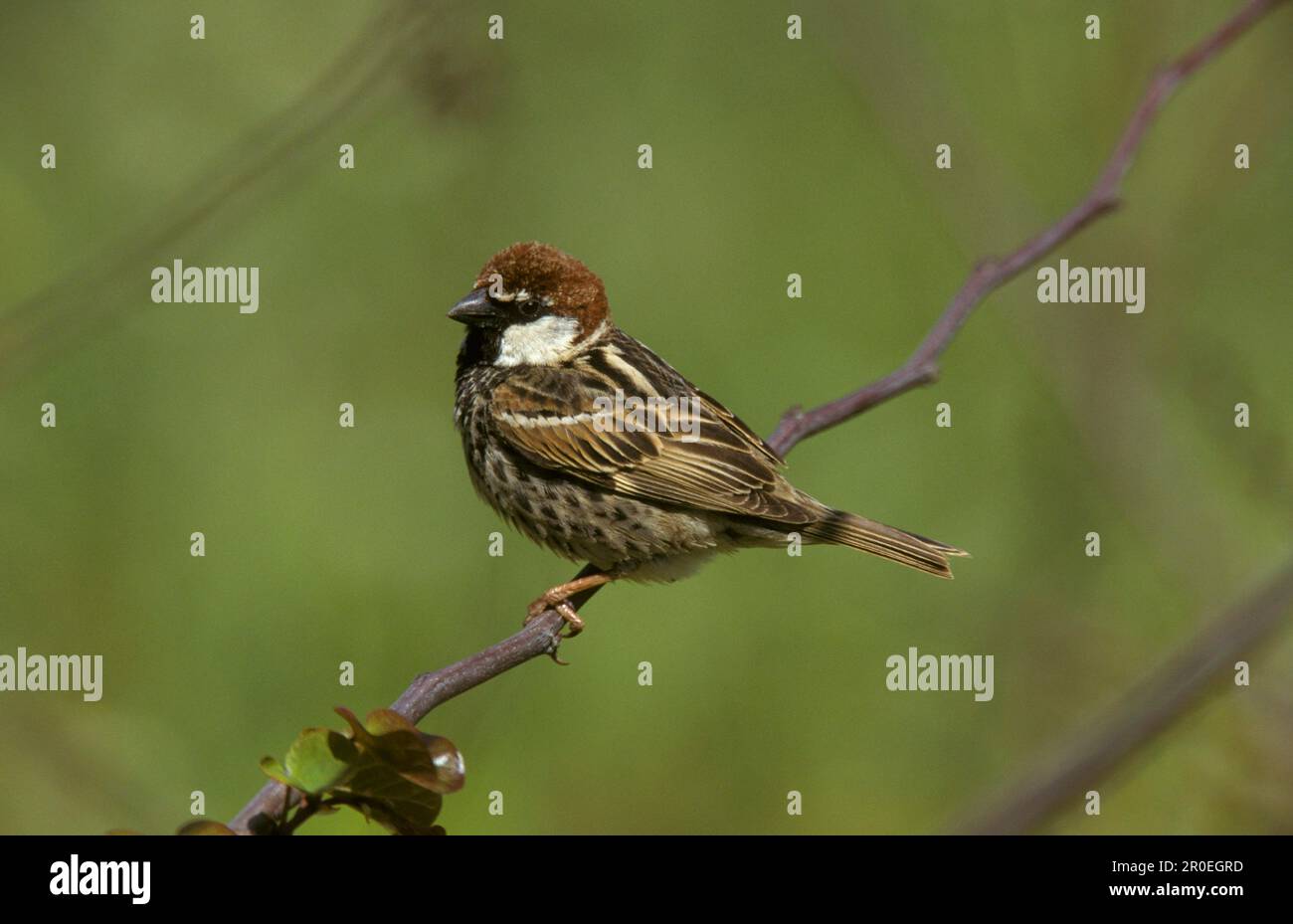 Spanish sparrows passer hispaniolensis hi-res stock photography and ...
