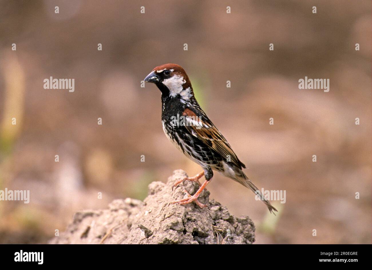 Willow Sparrow, spanish sparrows (Passer hispaniolensis), Songbirds ...