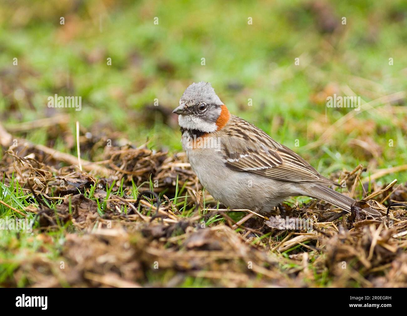 Rufous-collared sparrows (Zonotrichia capensis), Brown-crowned Sparrow ...