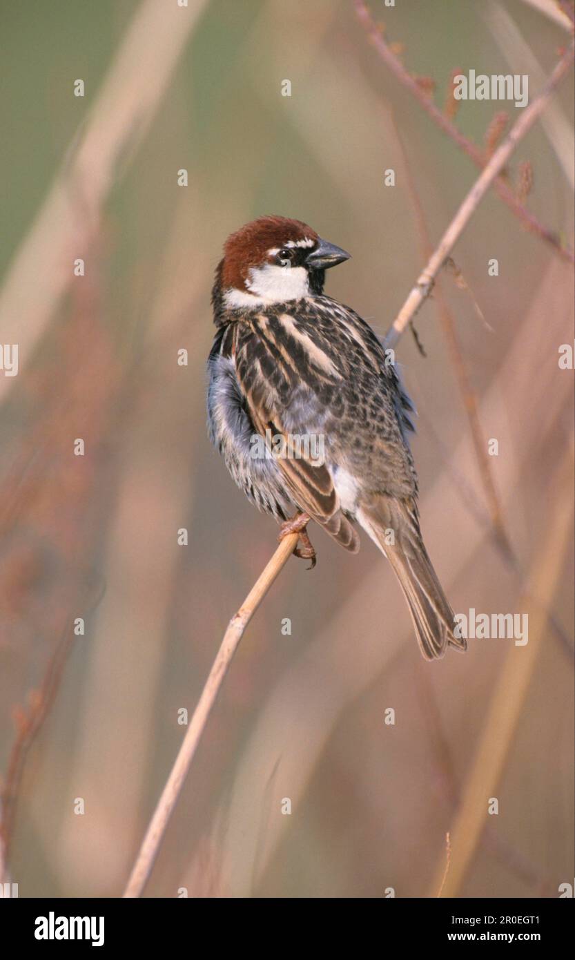 Spanish spanish sparrow (Passer hispaniolensis), adult male sitting on ...