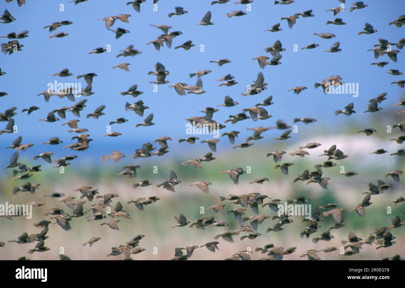 Spanish Sparrow (Passer hispaniolensis) flock of migrant birds, Lesvos ...