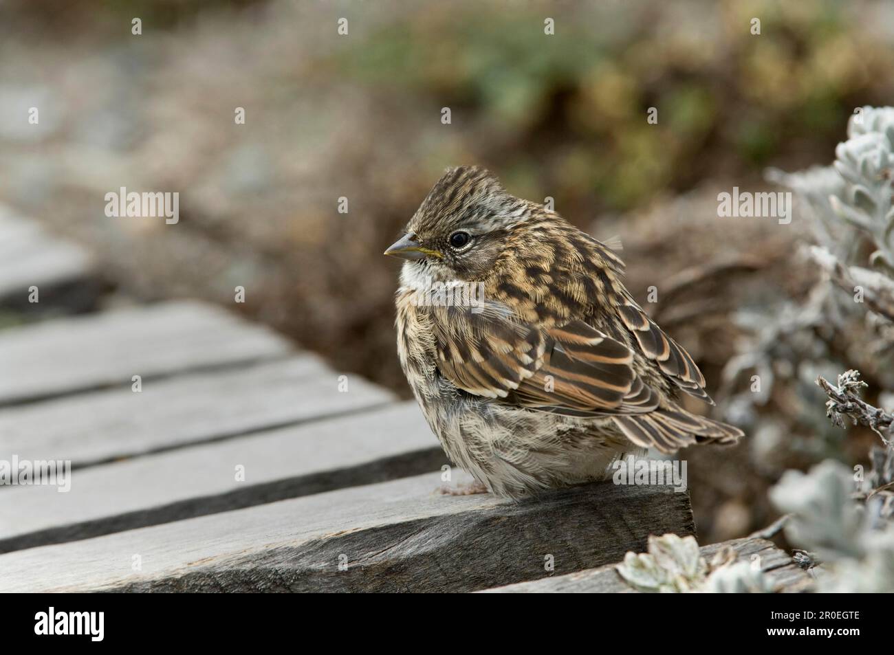 Rufous-collared sparrows (Zonotrichia capensis), Brown-crowned Sparrow ...