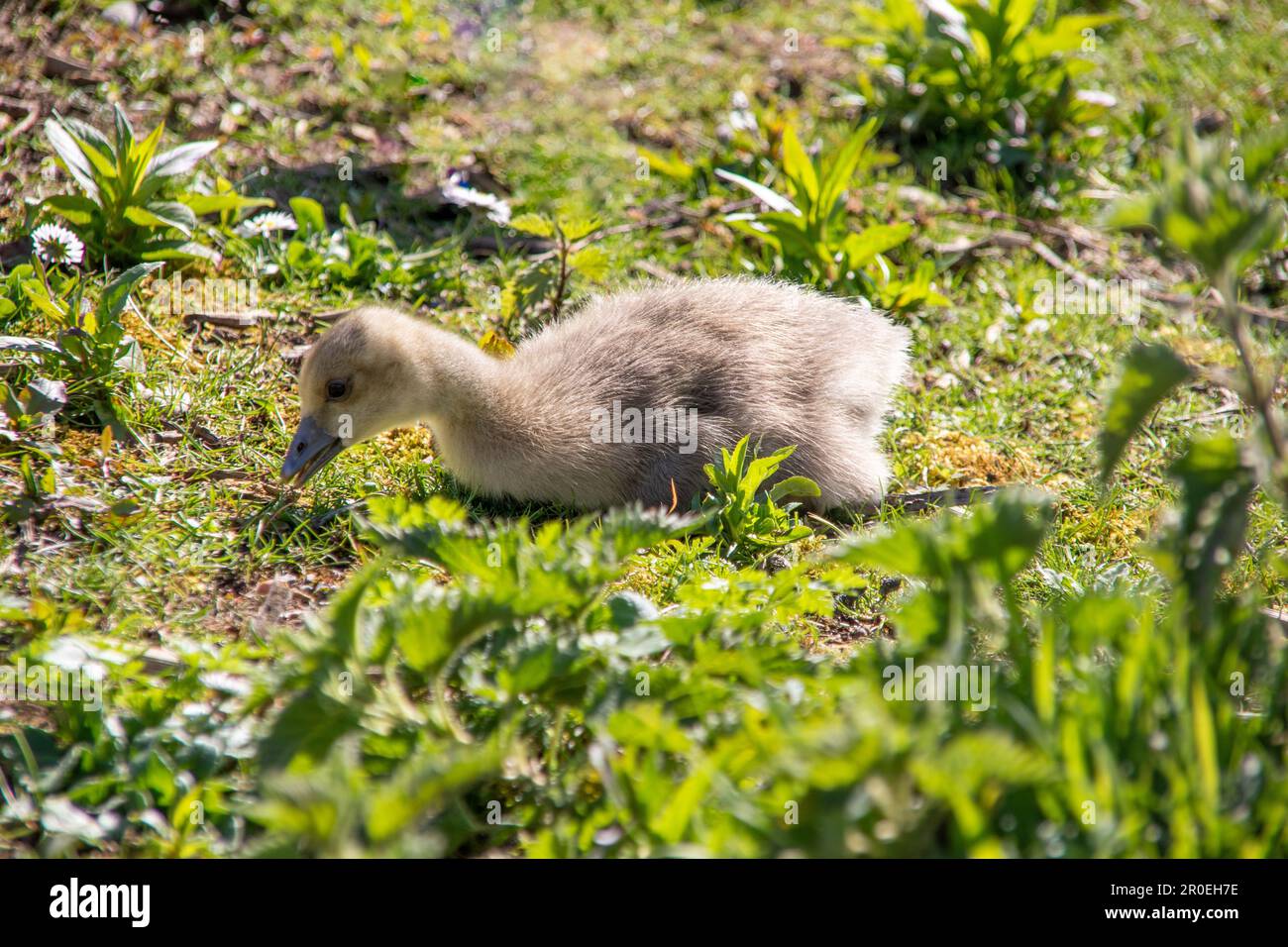 A young duck waddling through a lush green grassy area near a leafy ...