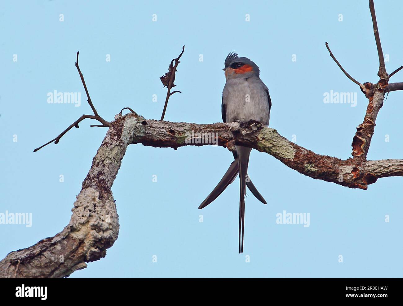 Crested Treeswift (Hemiprocne coronata) adult male, perched on branch ...
