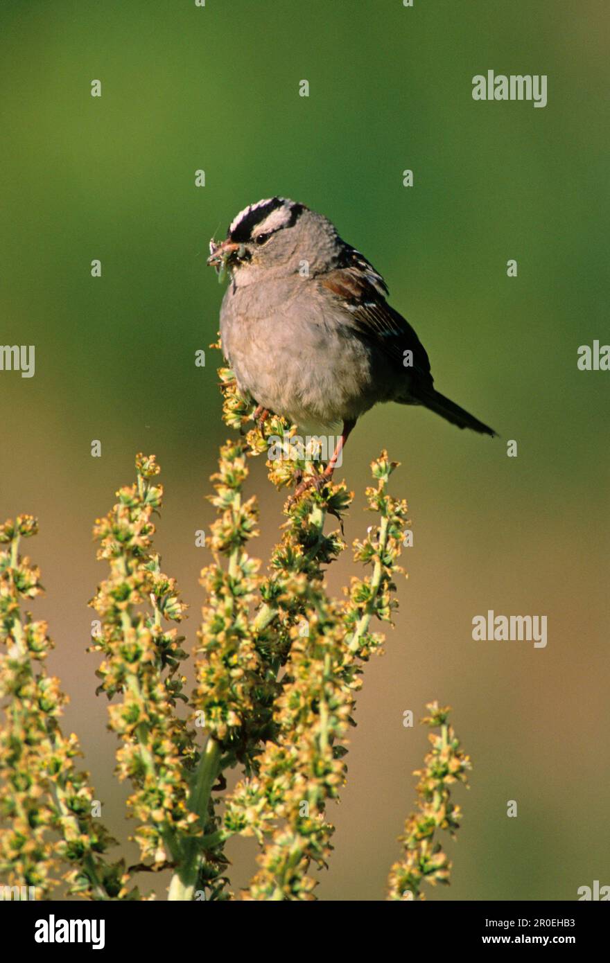 White-Crowned white-crowned sparrow (Zonotrichia leucophrys) adult with ...