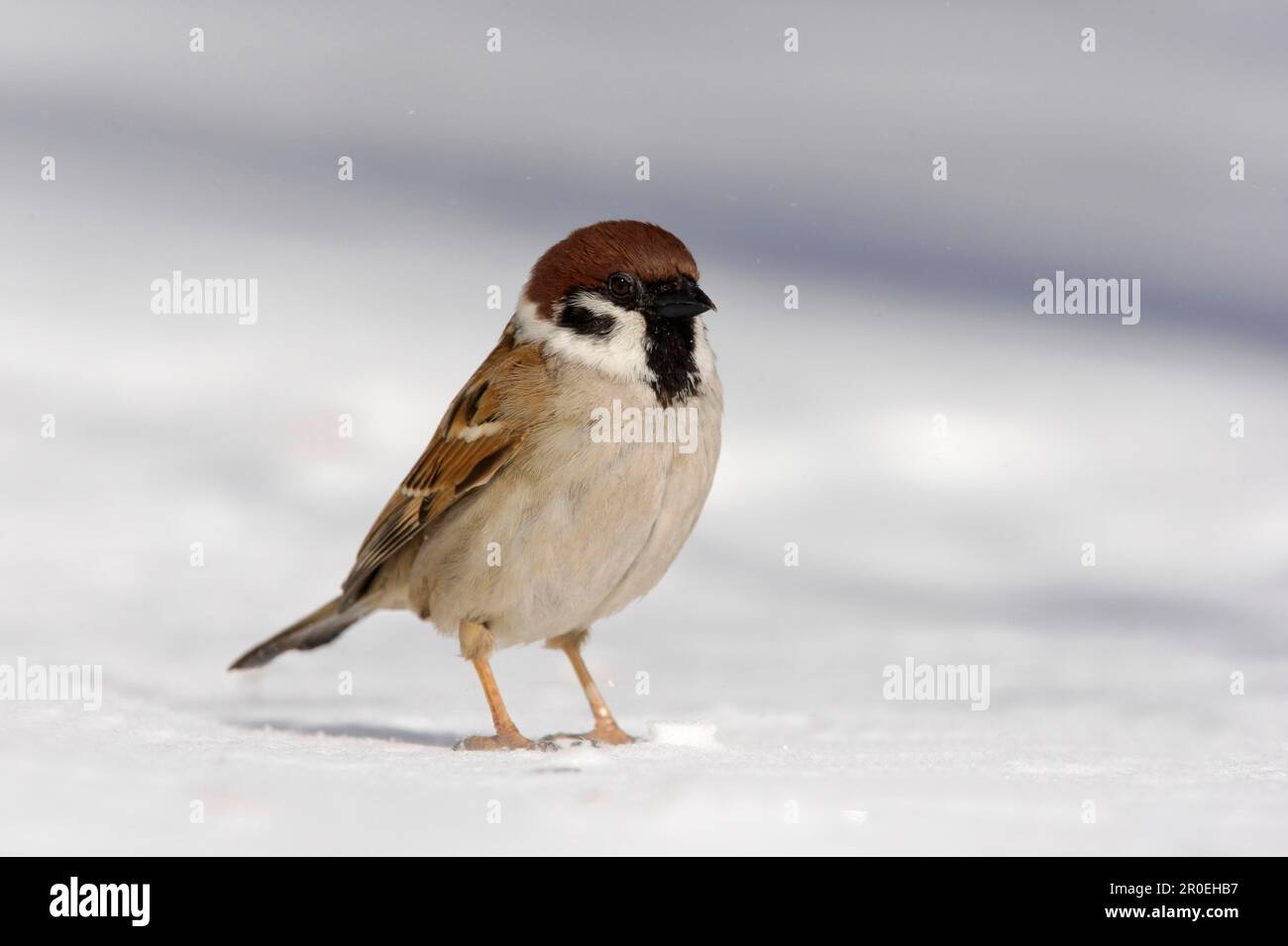 Tree Sparrow, eurasian tree sparrows (Passer montanus), Sparrow ...